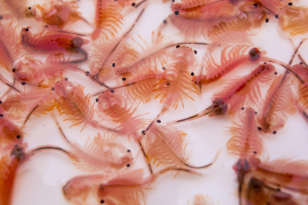 Whatever Happened to Sea Monkeys? - The Habitat