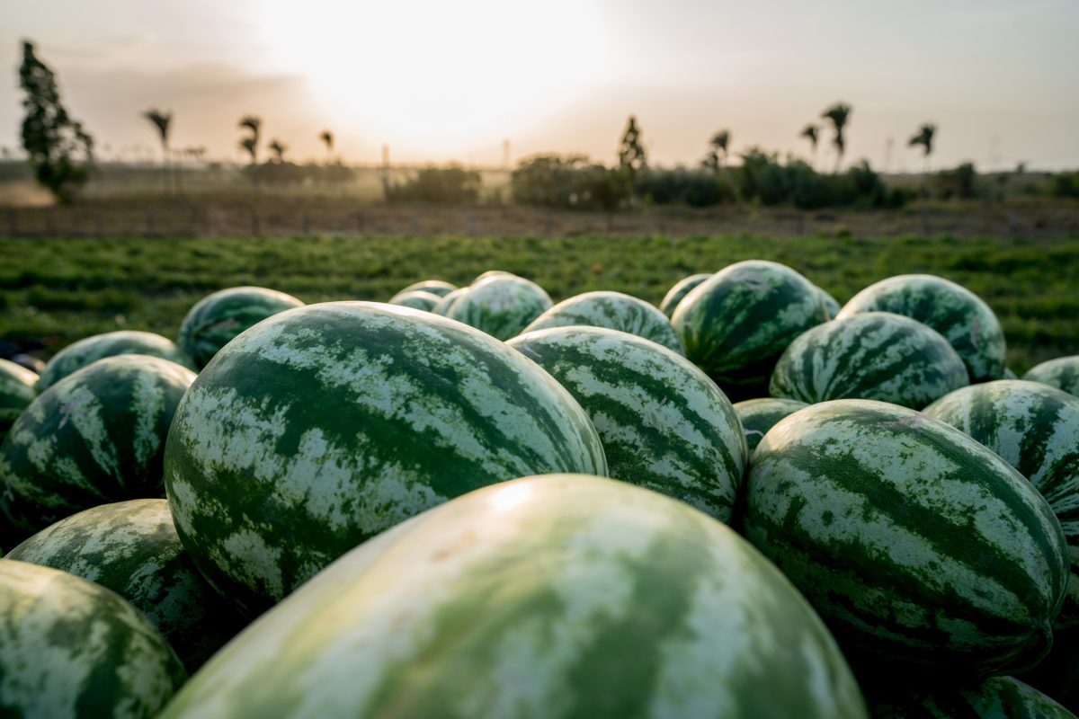How to Cut a Watermelon - The Habitat