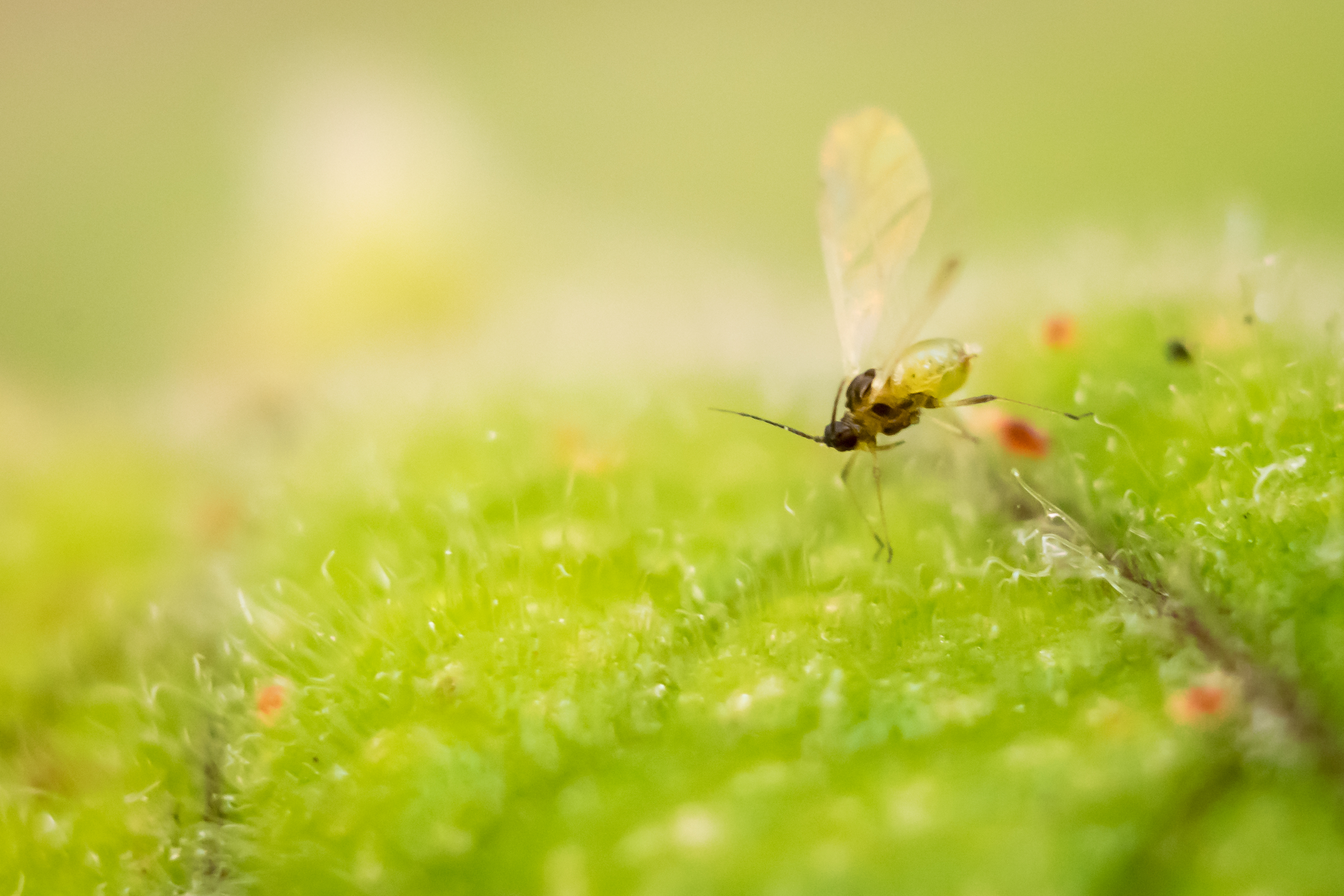How to Get Rid of Gnats - The Habitat