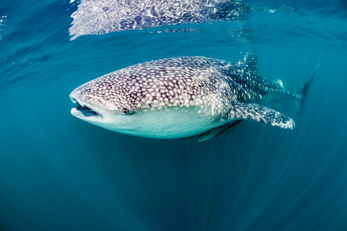 How Do Sharks Breathe? - The Habitat