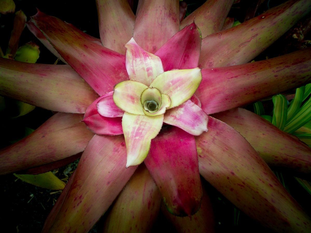 10 Essential Bromeliad Care Tips - The Habitat