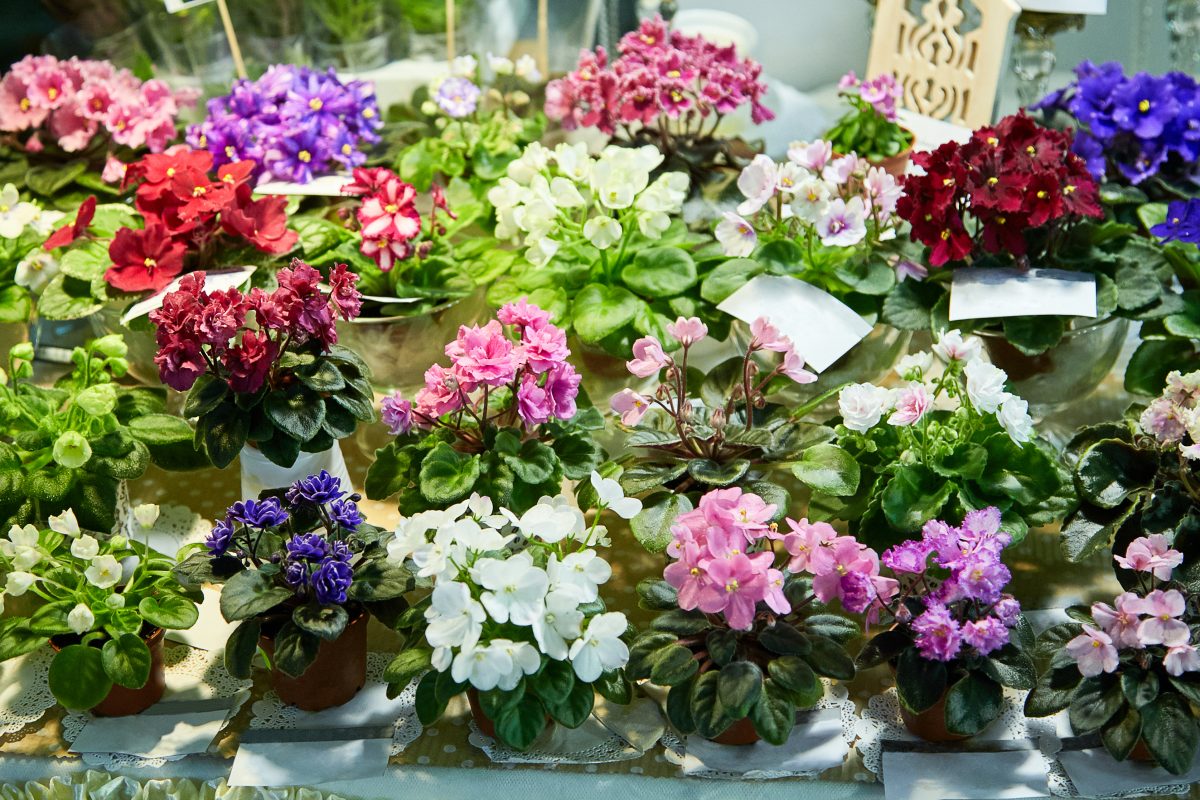 How to Grow Beautiful African Violets - The Habitat