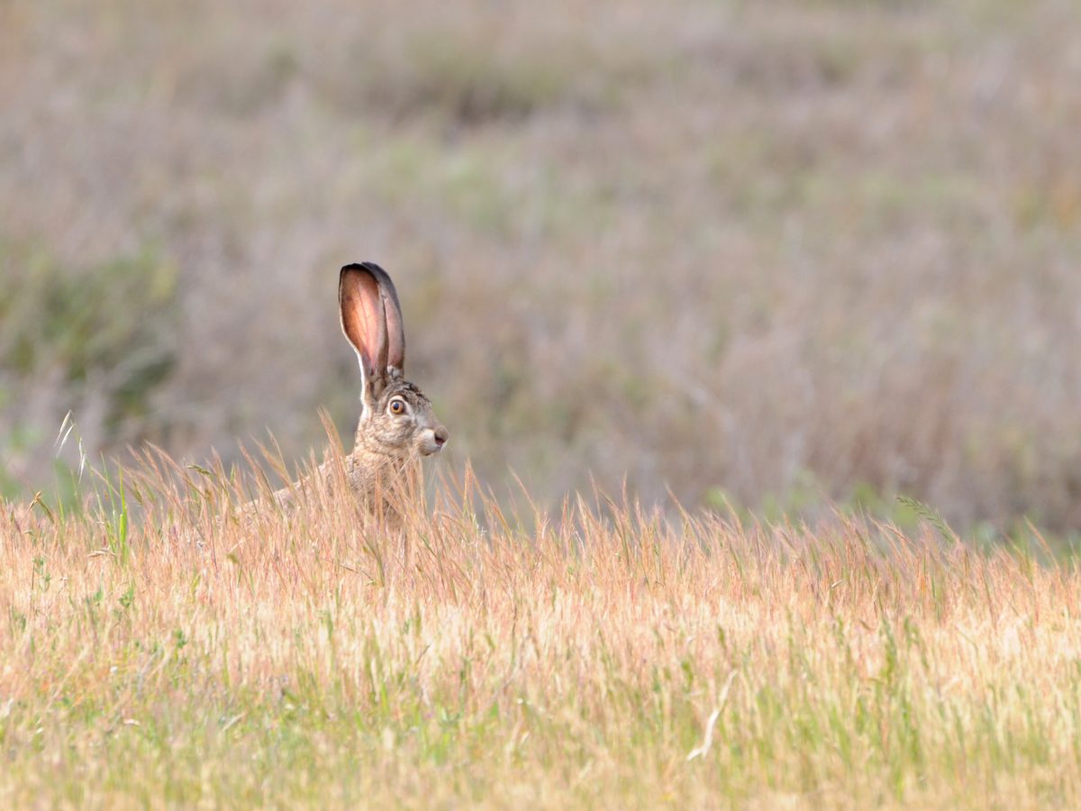 What is a Jackalope? - The Habitat