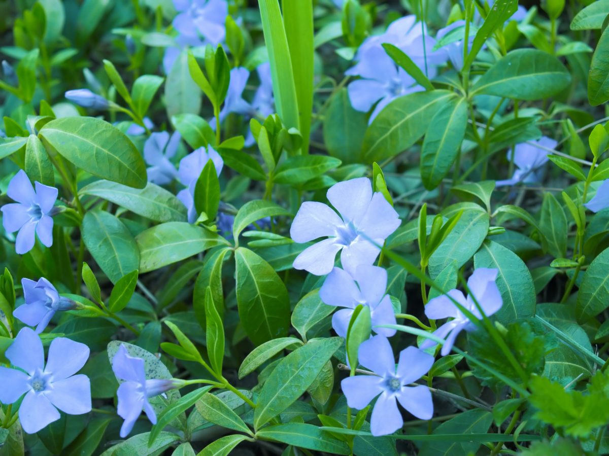 Growing the Best Periwinkles - The Habitat