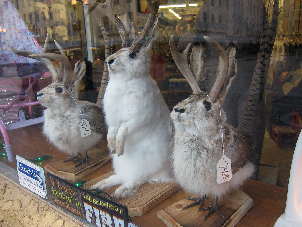 What is a Jackalope? - The Habitat