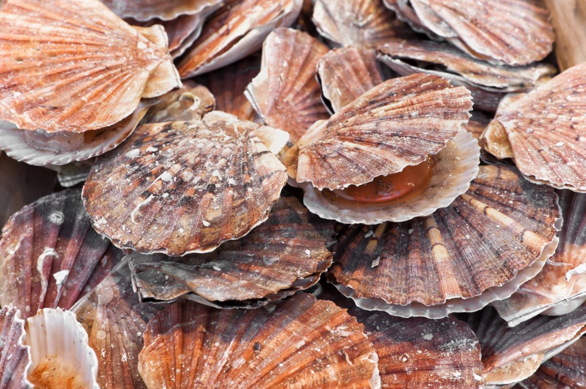 Everything You Need to Know to Prepare Scallops - The Habitat