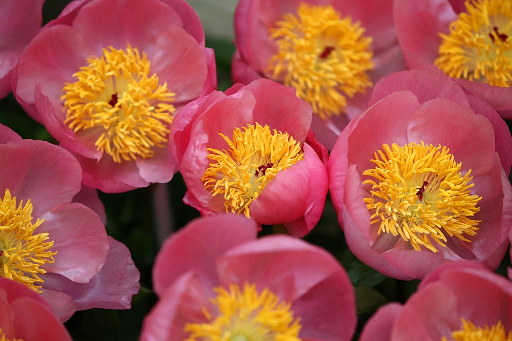 How Can I Get the Most Out of My Peonies? - The Habitat