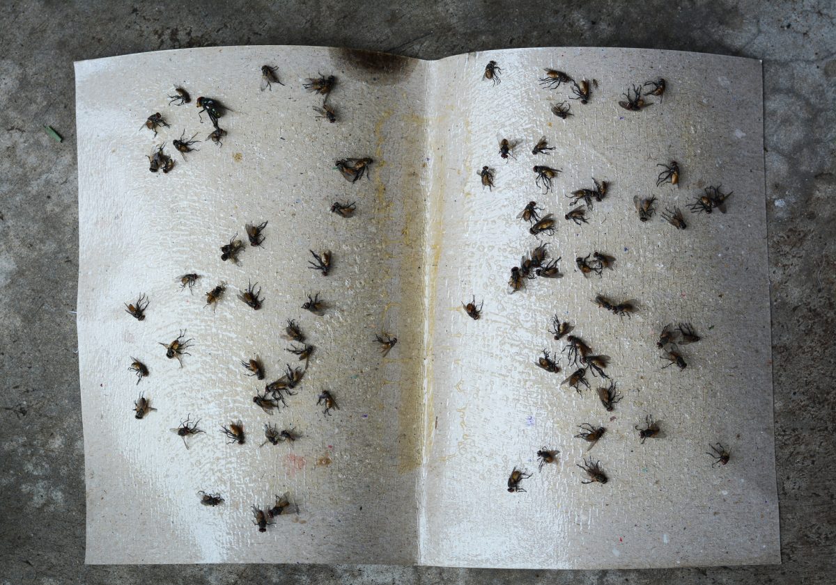 Natural Solutions to Get Rid of Maggots and Flies - The Habitat