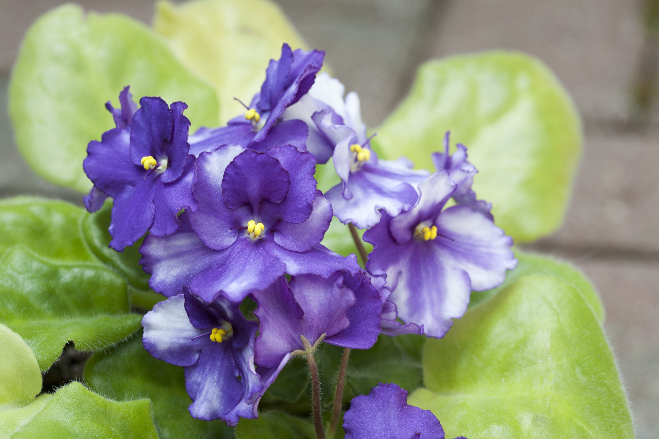 How to Grow Beautiful African Violets - The Habitat