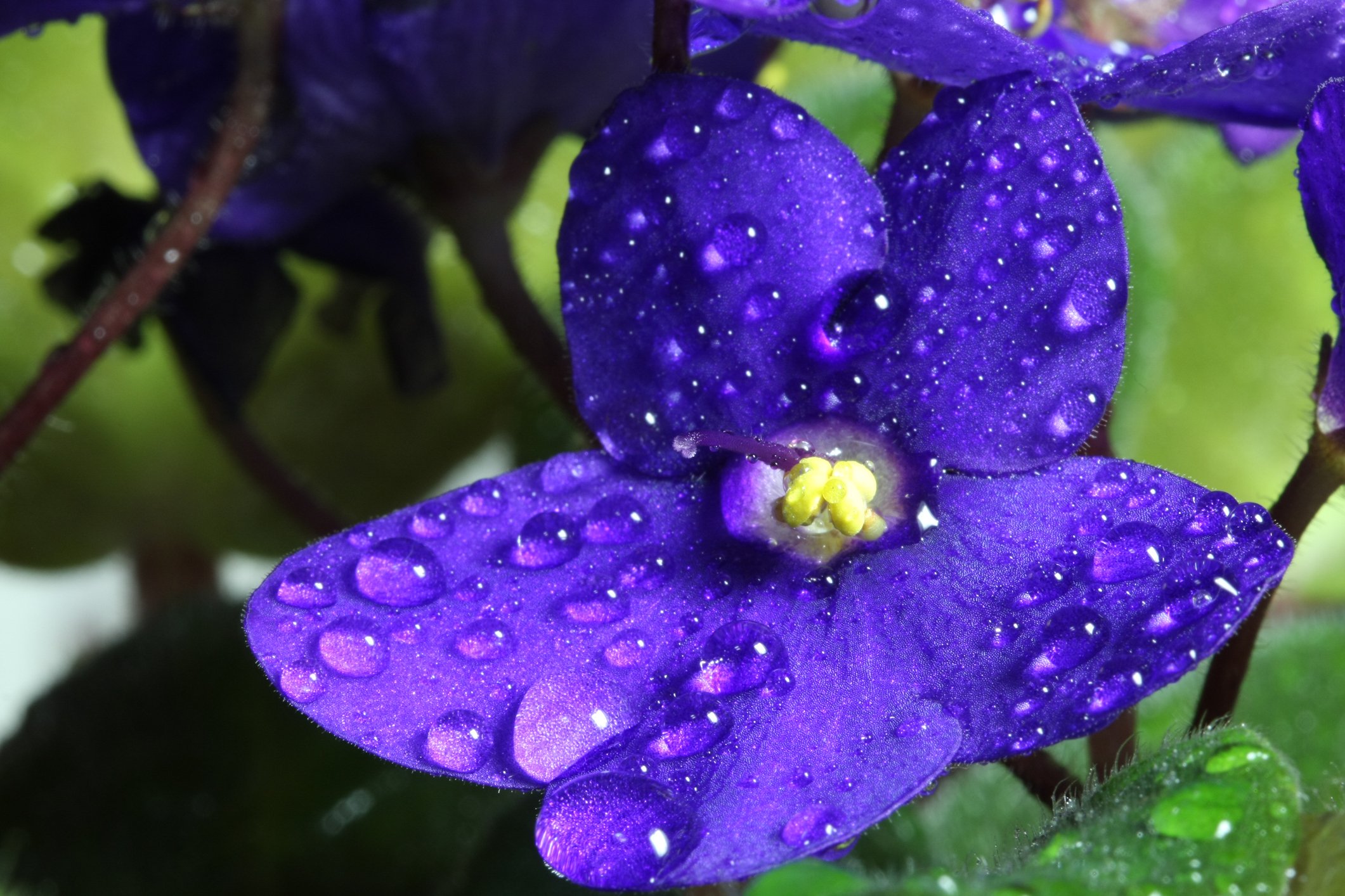 How to Grow Beautiful African Violets - The Habitat