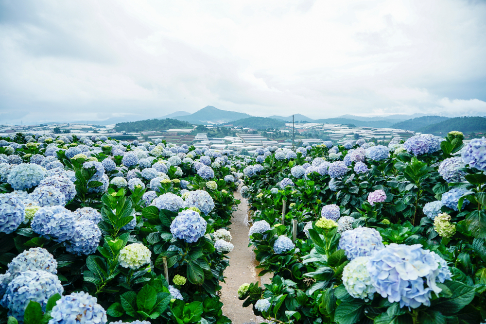 How to Grow and Care for Hydrangeas - The Habitat