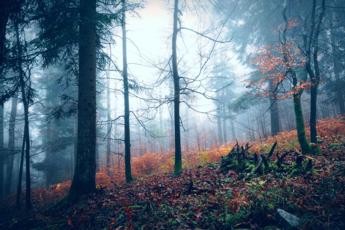 What is a Wendigo? - The Habitat