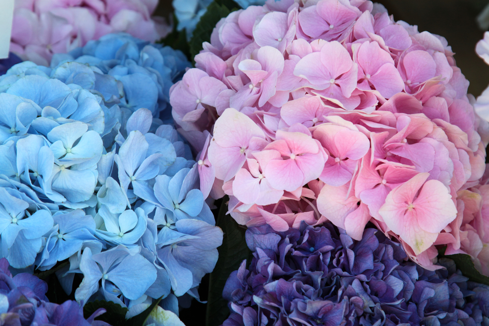 How to Grow and Care for Hydrangeas - The Habitat