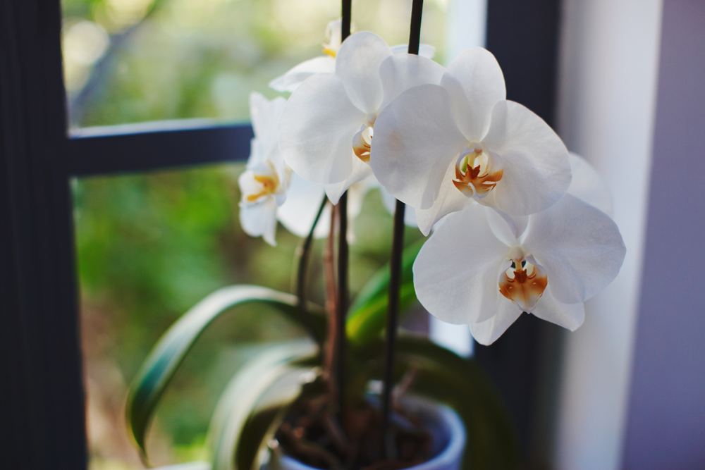 Orchid Care 101: A Comprehensive Guide for Beginners - The Habitat