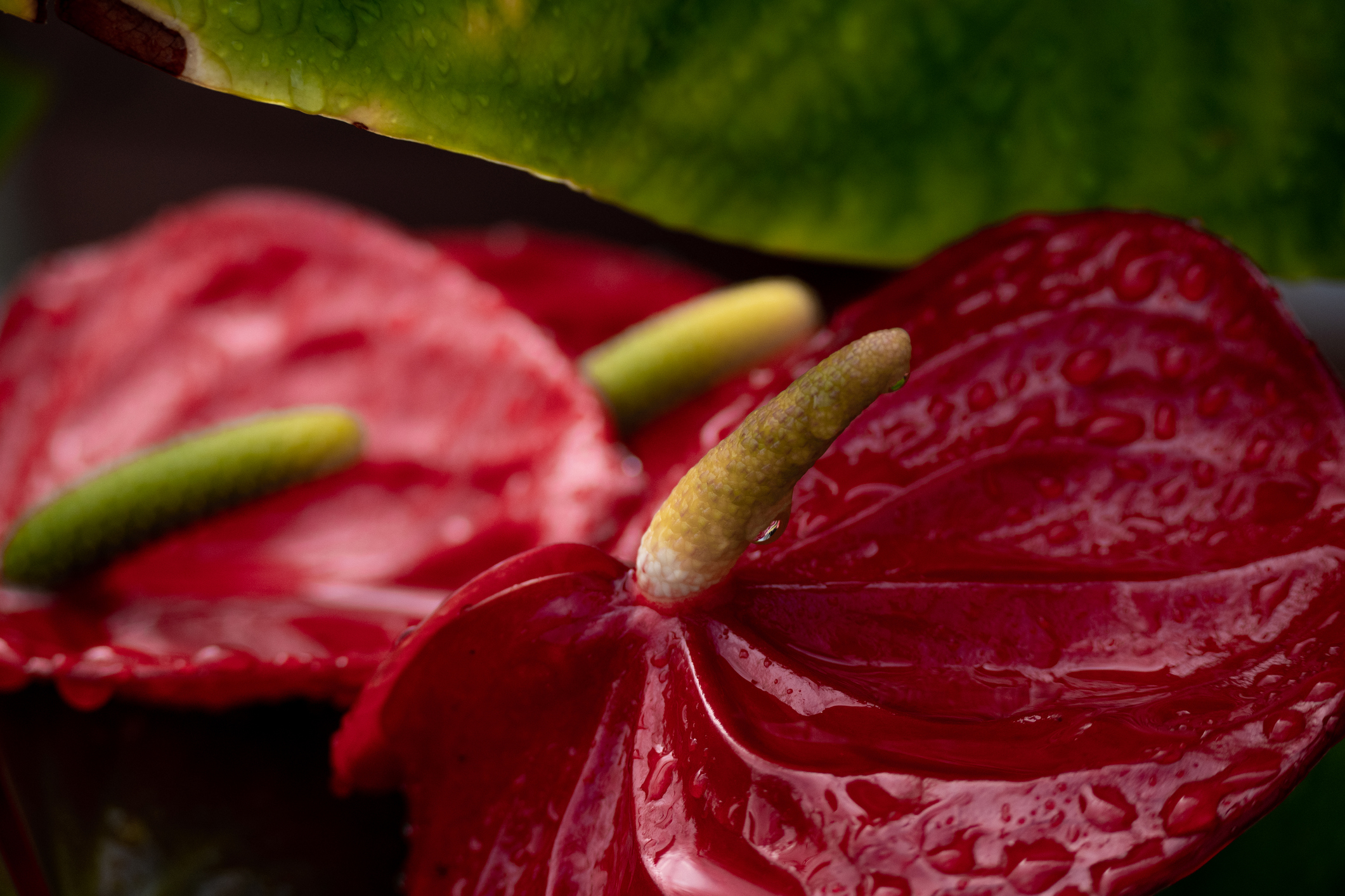 How To Grow Your Own Anthurium - The Habitat