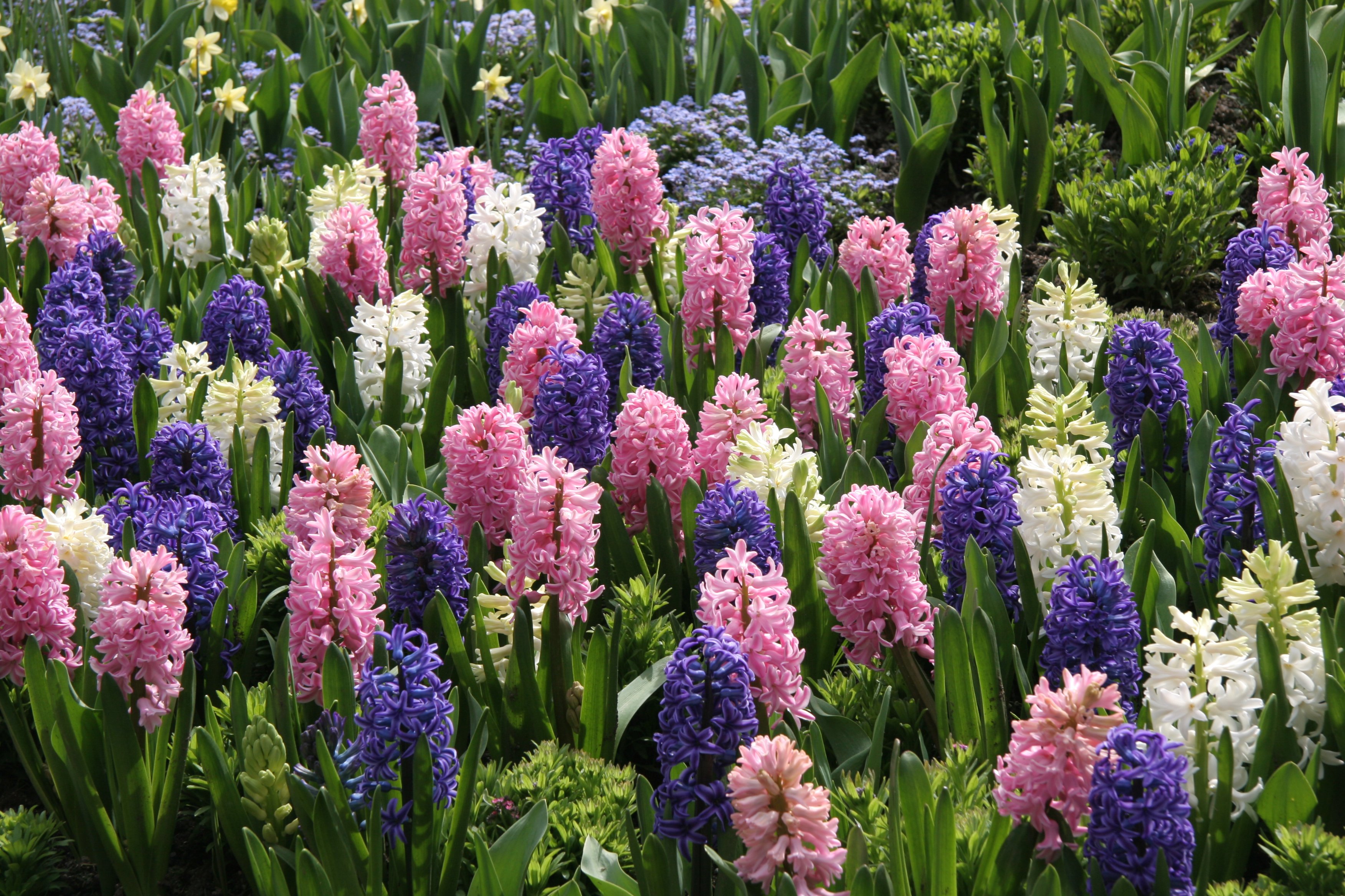 Get the Most Out of Your Hyacinths with These Proven Techniques - The ...