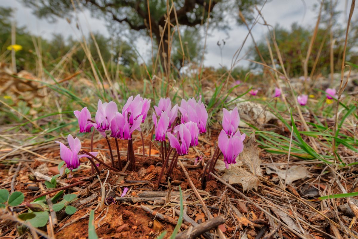 Mastering Cyclamen Care: A Comprehensive Guide - The Habitat