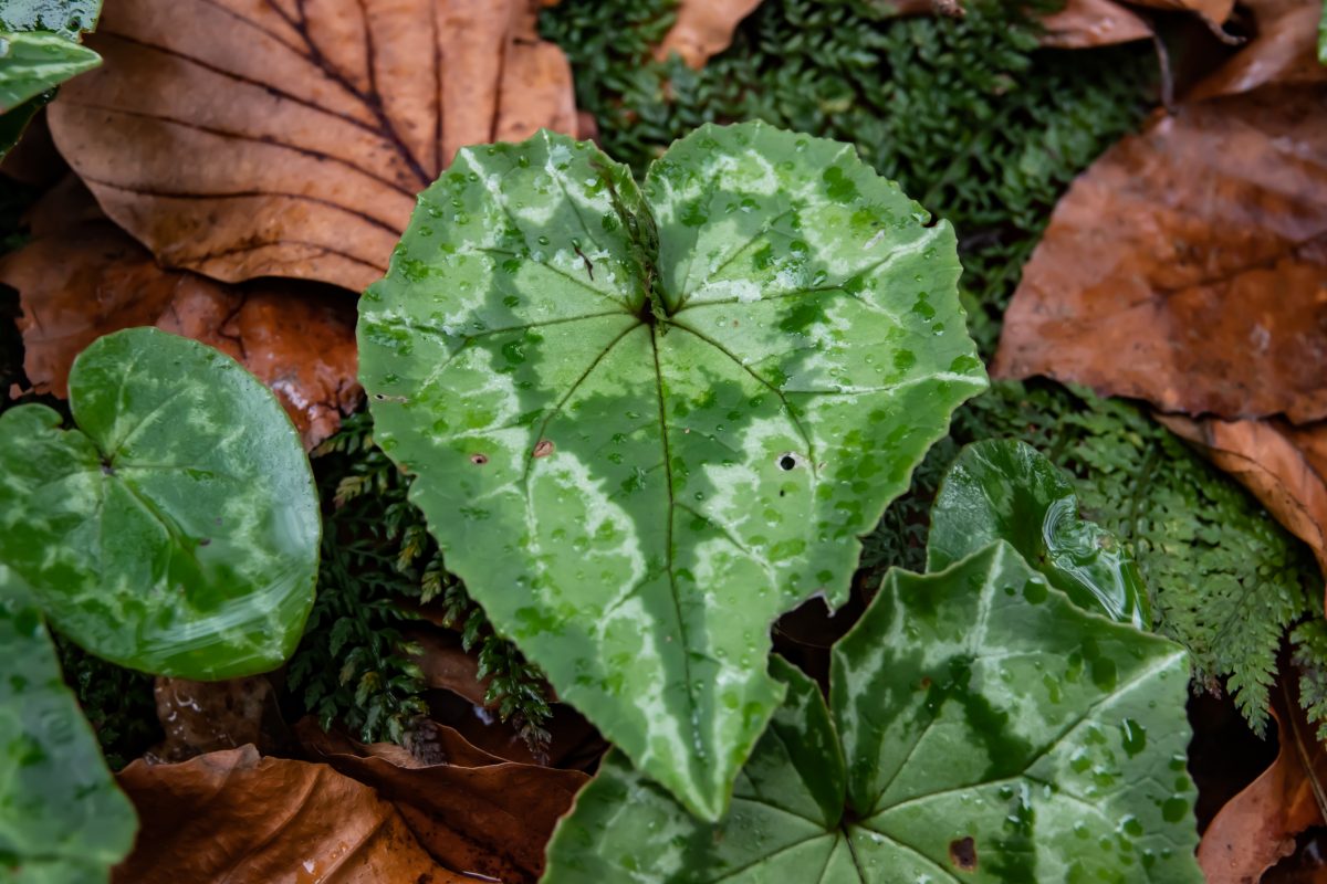 Mastering Cyclamen Care: A Comprehensive Guide - The Habitat