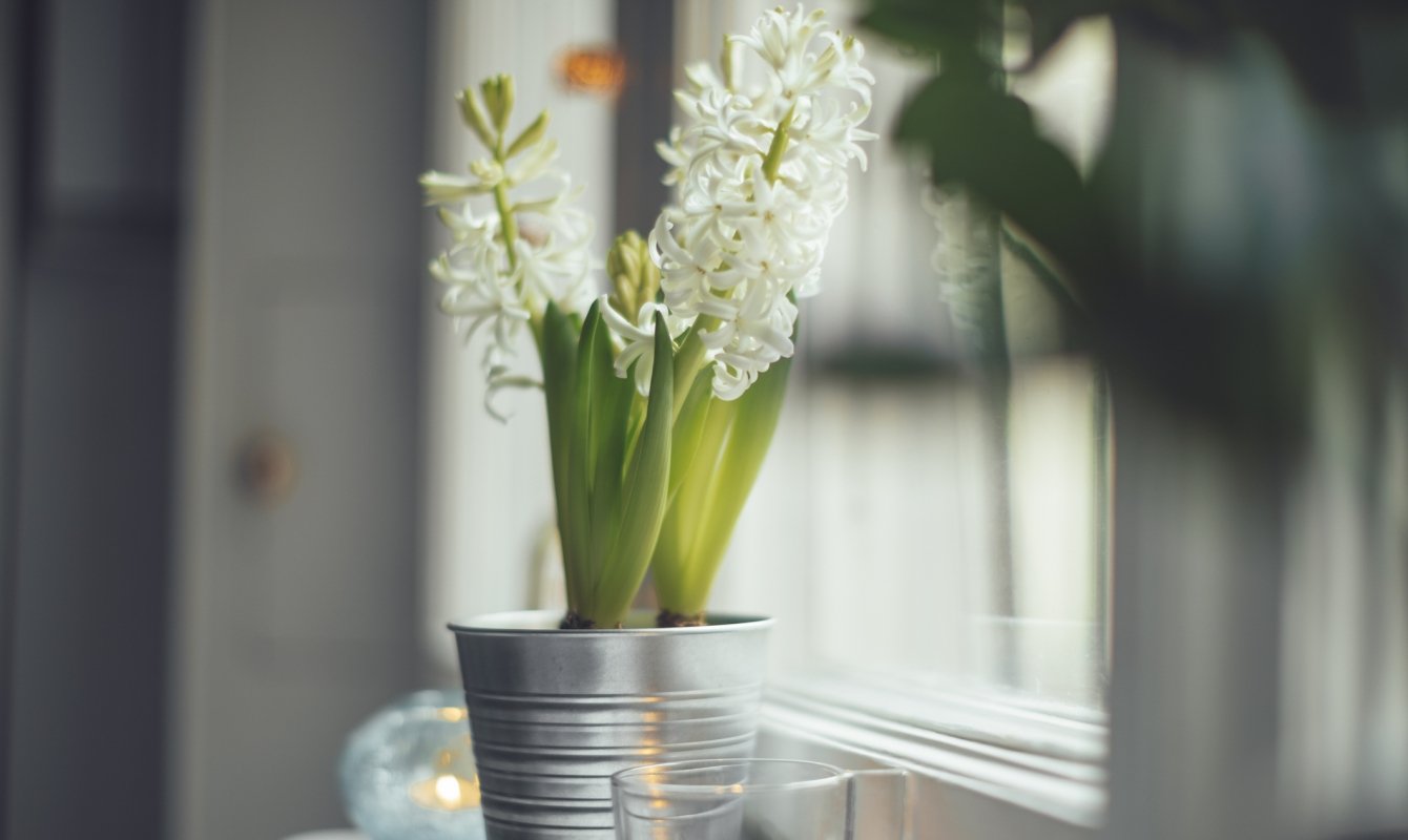 Taking Care of Your Hyacinths - The Habitat