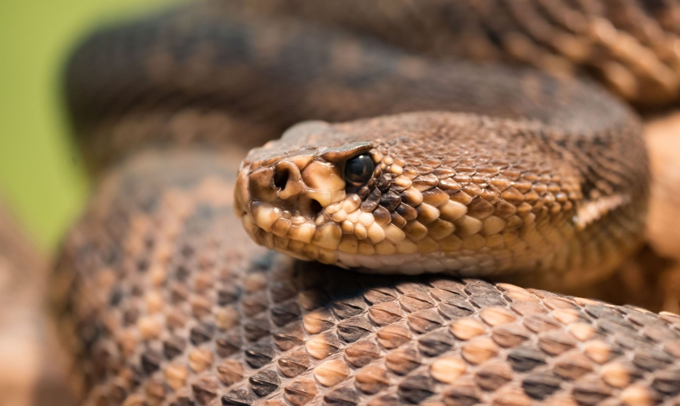 What Are the Most Venomous Snakes in the World? - The Habitat