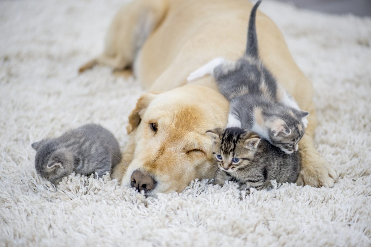 Easy Ways to Make the Perfect Home for Your Furry Friends - The Habitat