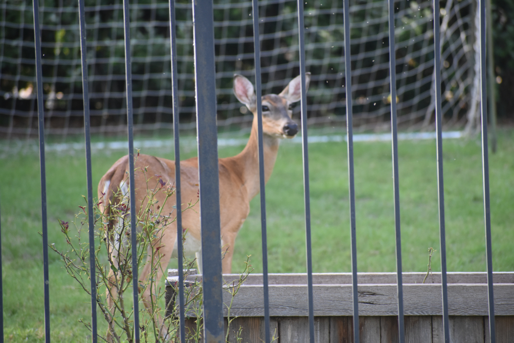 15 Flea Control Actions and Tips: Stop the Infestation - The Habitat