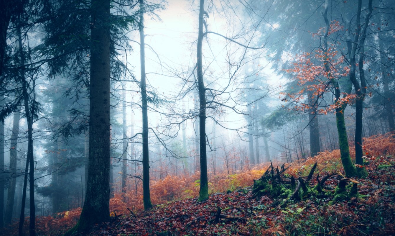 What is a Wendigo? - The Habitat