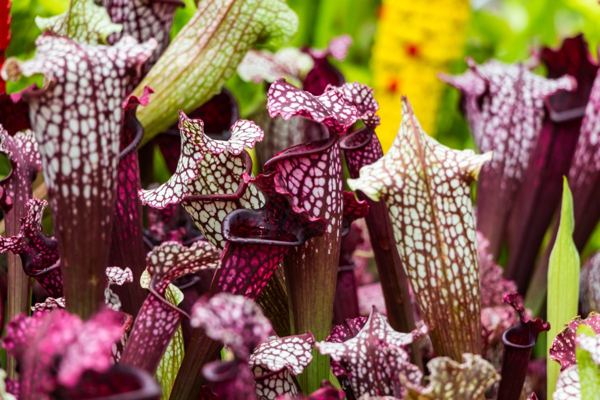 Beautiful Carnivorous Plants for Any Garden - The Habitat