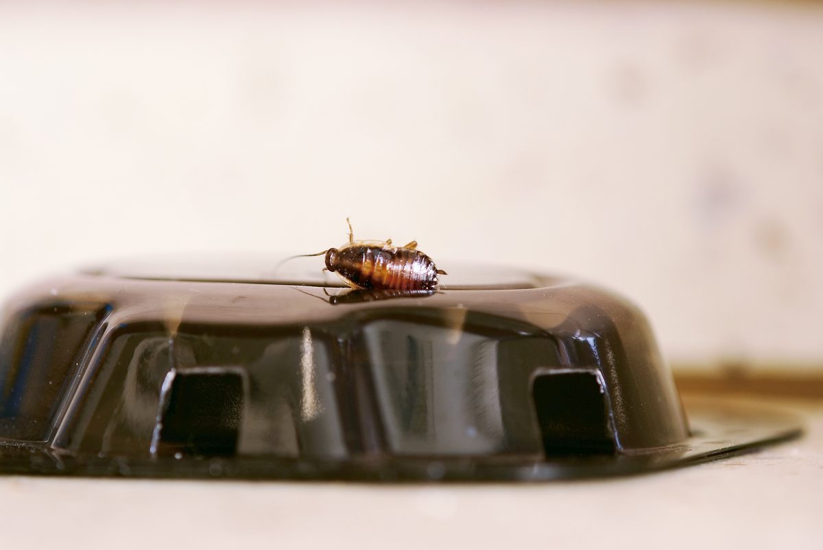 Got a Roach Problem? Here's What to Do - The Habitat