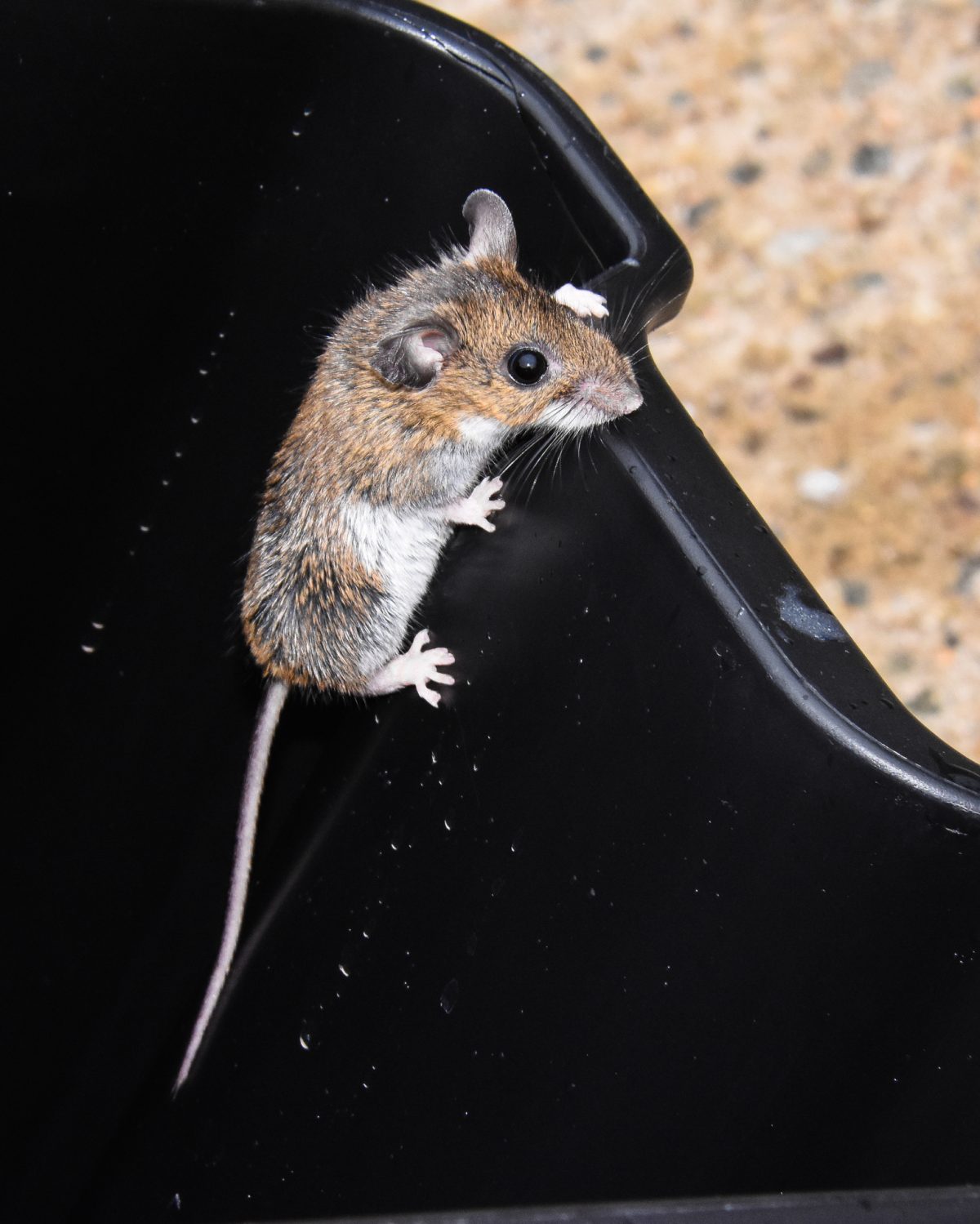 How to Deal With a Mouse Infestation - The Habitat