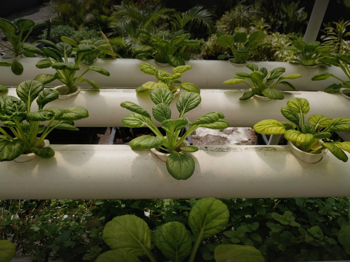 DIY Home Hydroponic Gardening Ideas - The Habitat