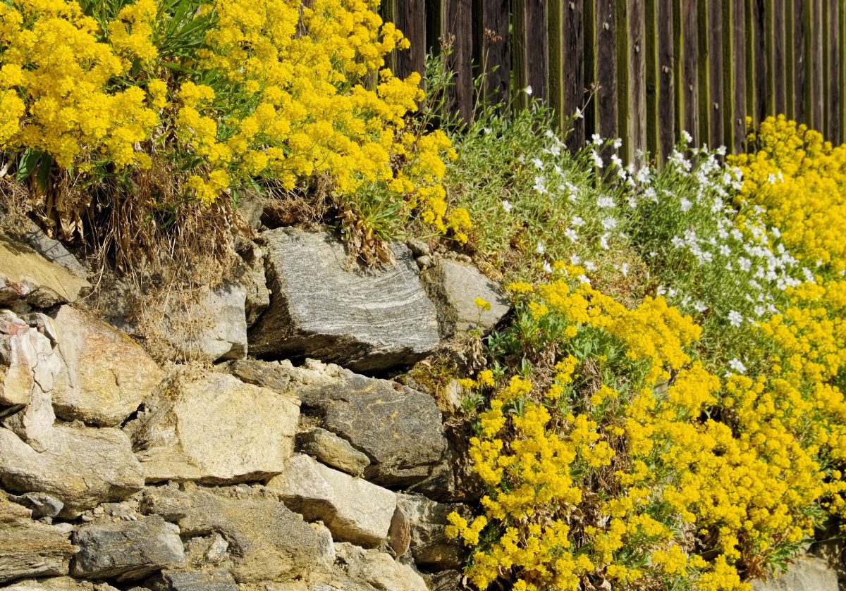 Transform Your Yard with These Low-Maintenance Ground Covers - The Habitat