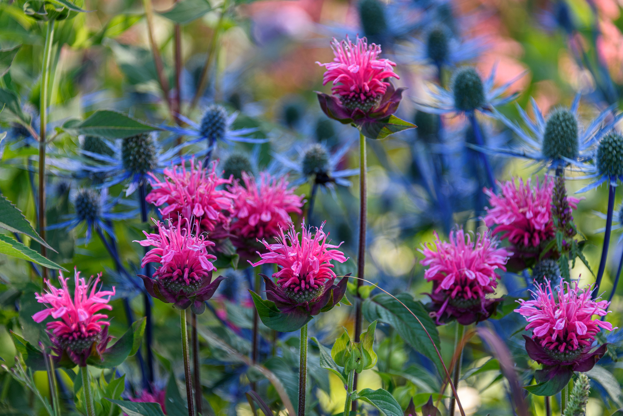24 Deer-Resistant Garden Plants - The Habitat