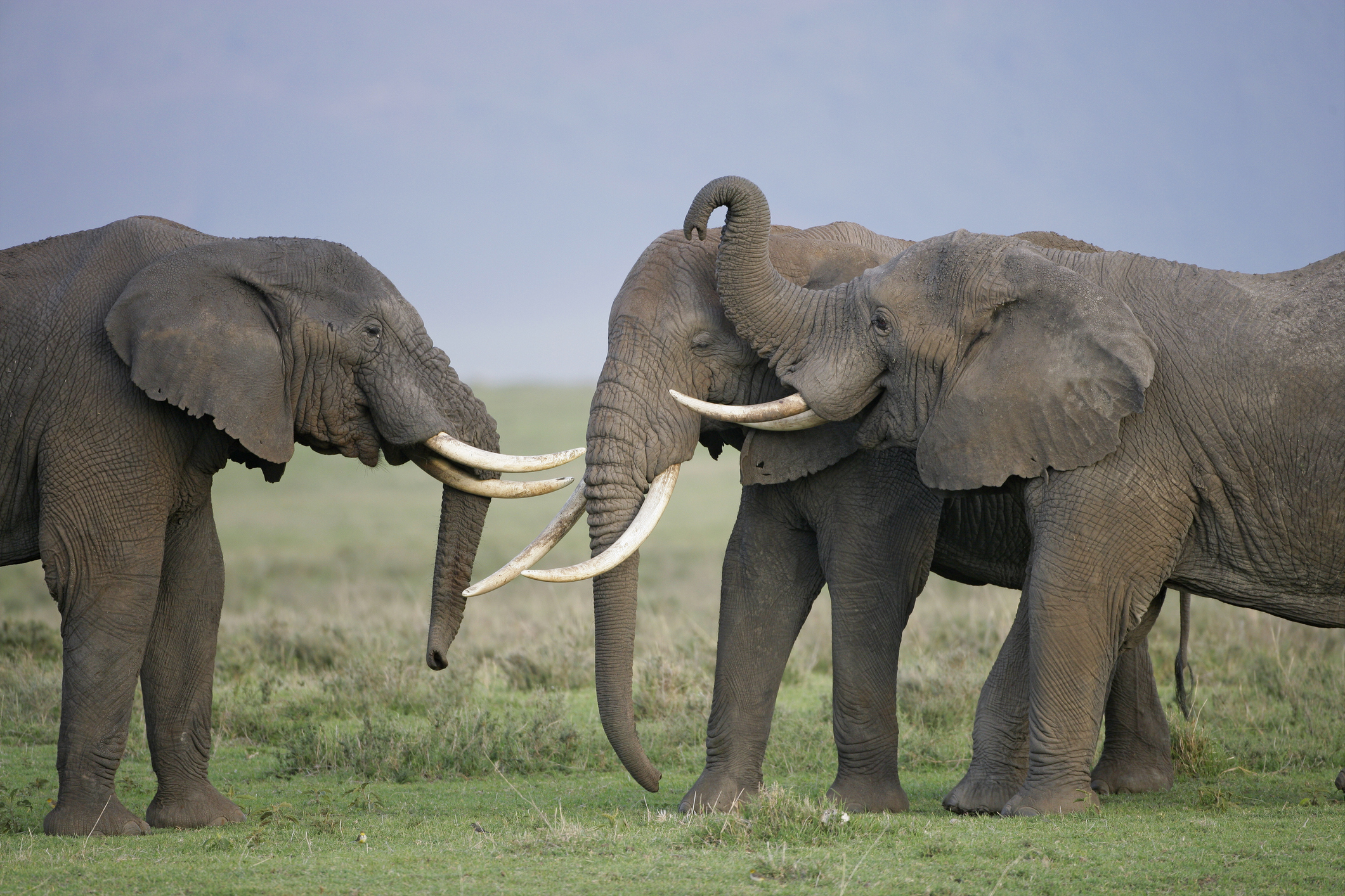 Unlock The Wisdom of Spirit Animals With These Tips - The Habitat