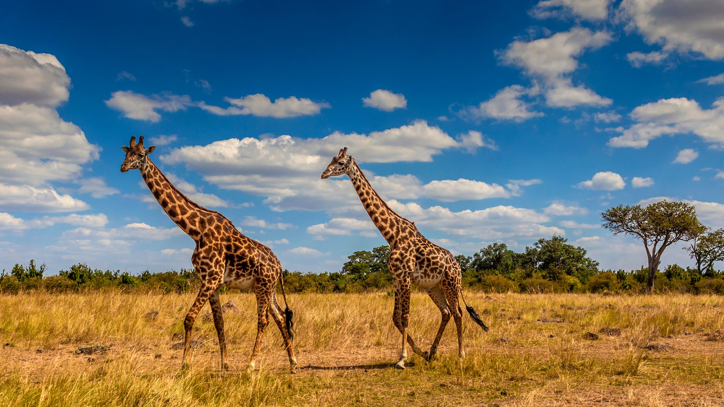 Unlock The Wisdom of Spirit Animals With These Tips - The Habitat