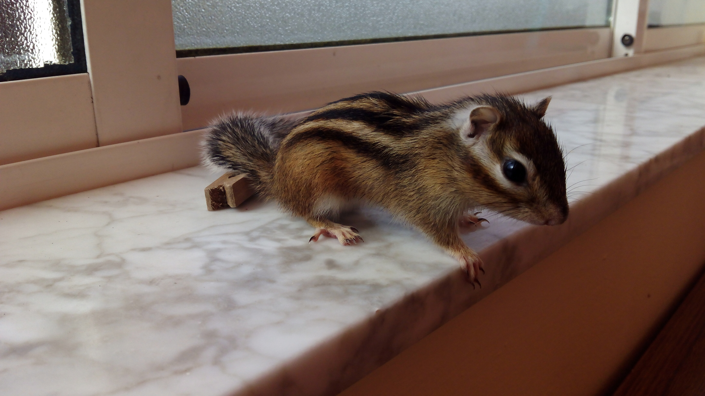 Keep Your Garden Chipmunk-Free with These Simple Tips - The Habitat