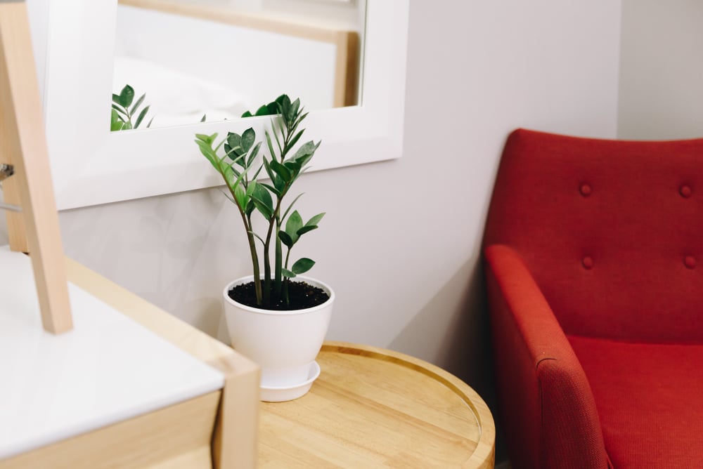 Shade-Loving Houseplants For Homes With Low Light - The Habitat