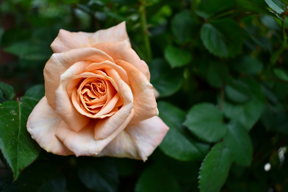 The Sentiments and Meanings of Rose Colors - The Habitat