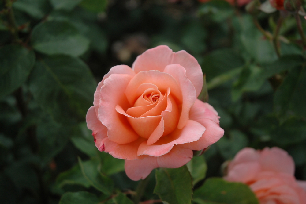 The Sentiments and Meanings of Rose Colors - The Habitat