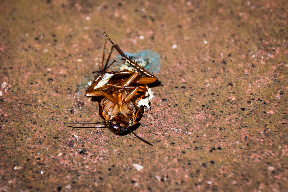 Got a Roach Problem? Here's What to Do - The Habitat
