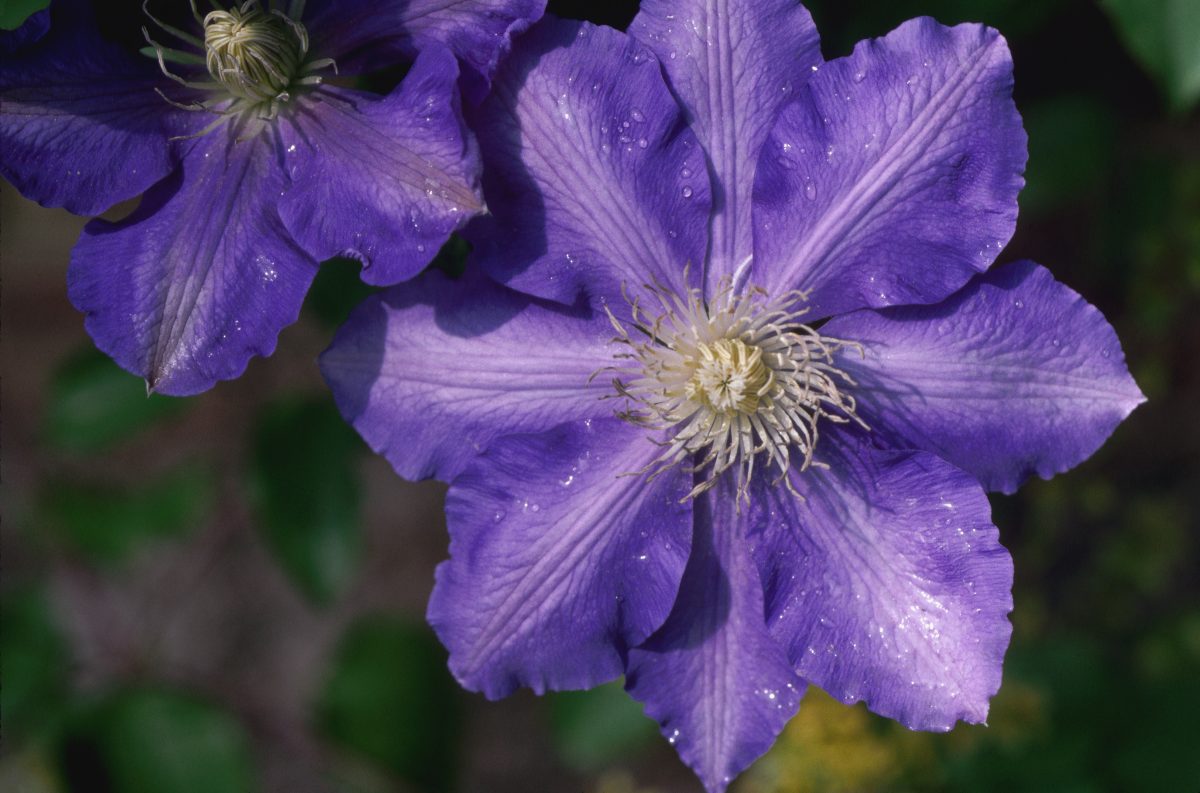 Purple Flowers That Create Eye-Popping Appeal - The Habitat
