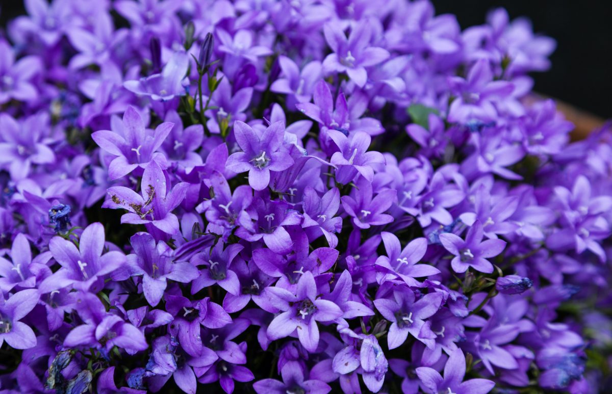 Purple Flowers That Create Eye-Popping Appeal - The Habitat