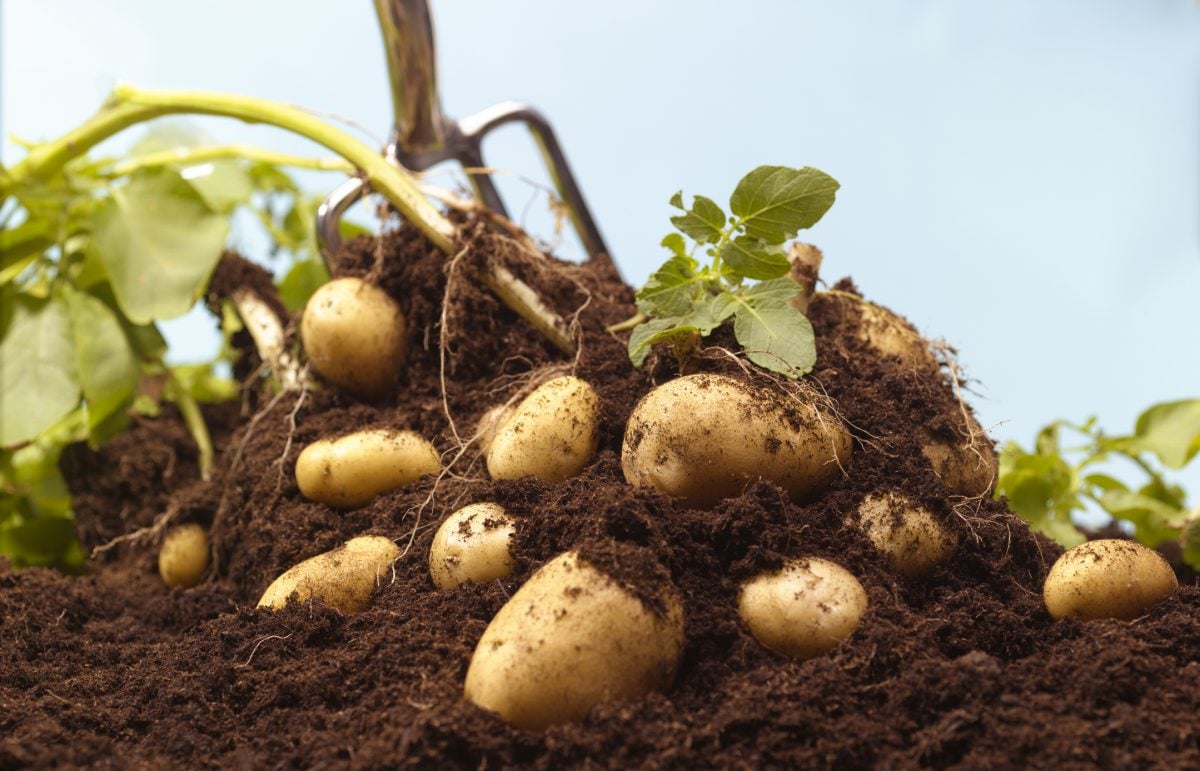How to Grow and Care for Potatoes - The Habitat