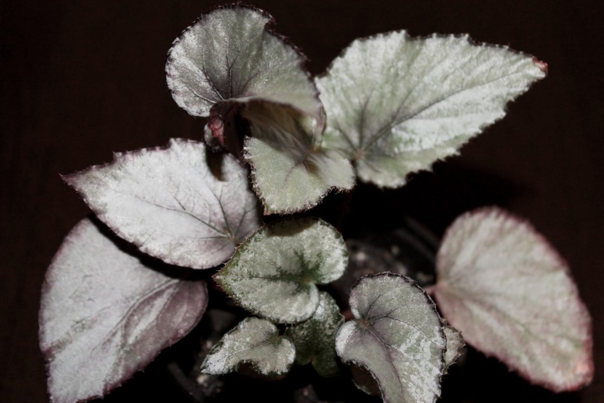 Growing the Perfect Rex Begonia: Tips and Tricks - The Habitat