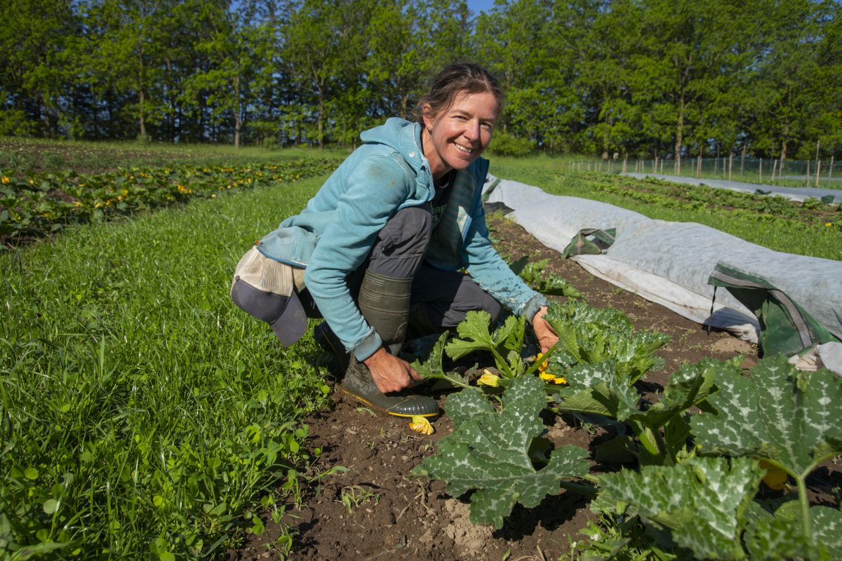 The Ultimate Guide to Growing Zucchini Successfully - The Habitat