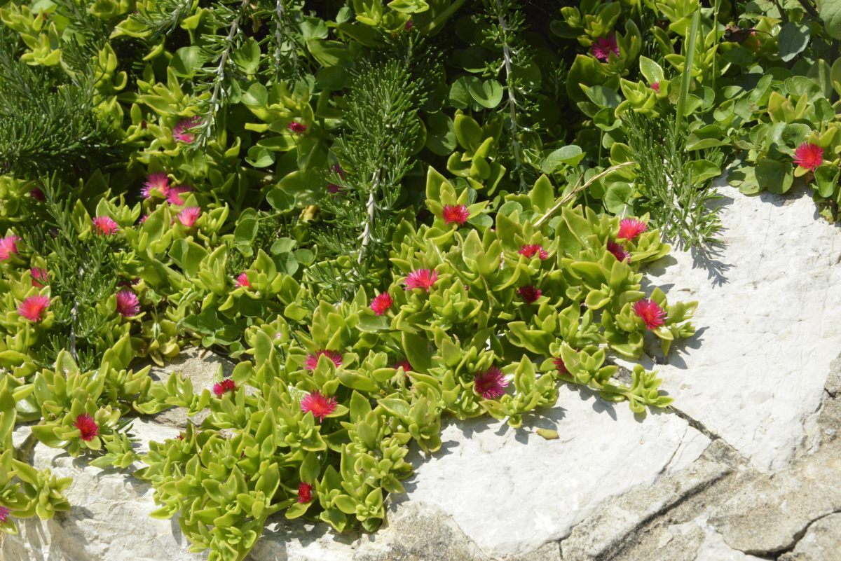 Brighten Your Yard With the Low-Maintenence Ice Plant - The Habitat