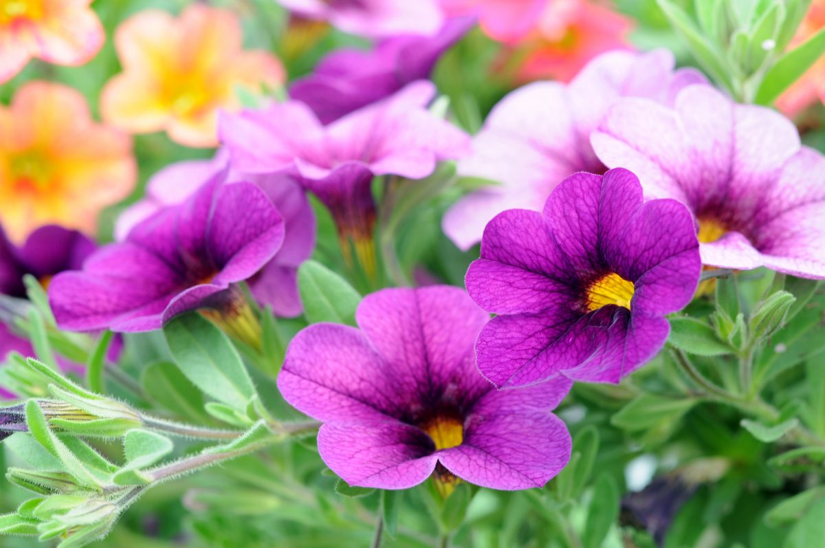Mastering Calibrachoa: A Beginner's Guide - The Habitat