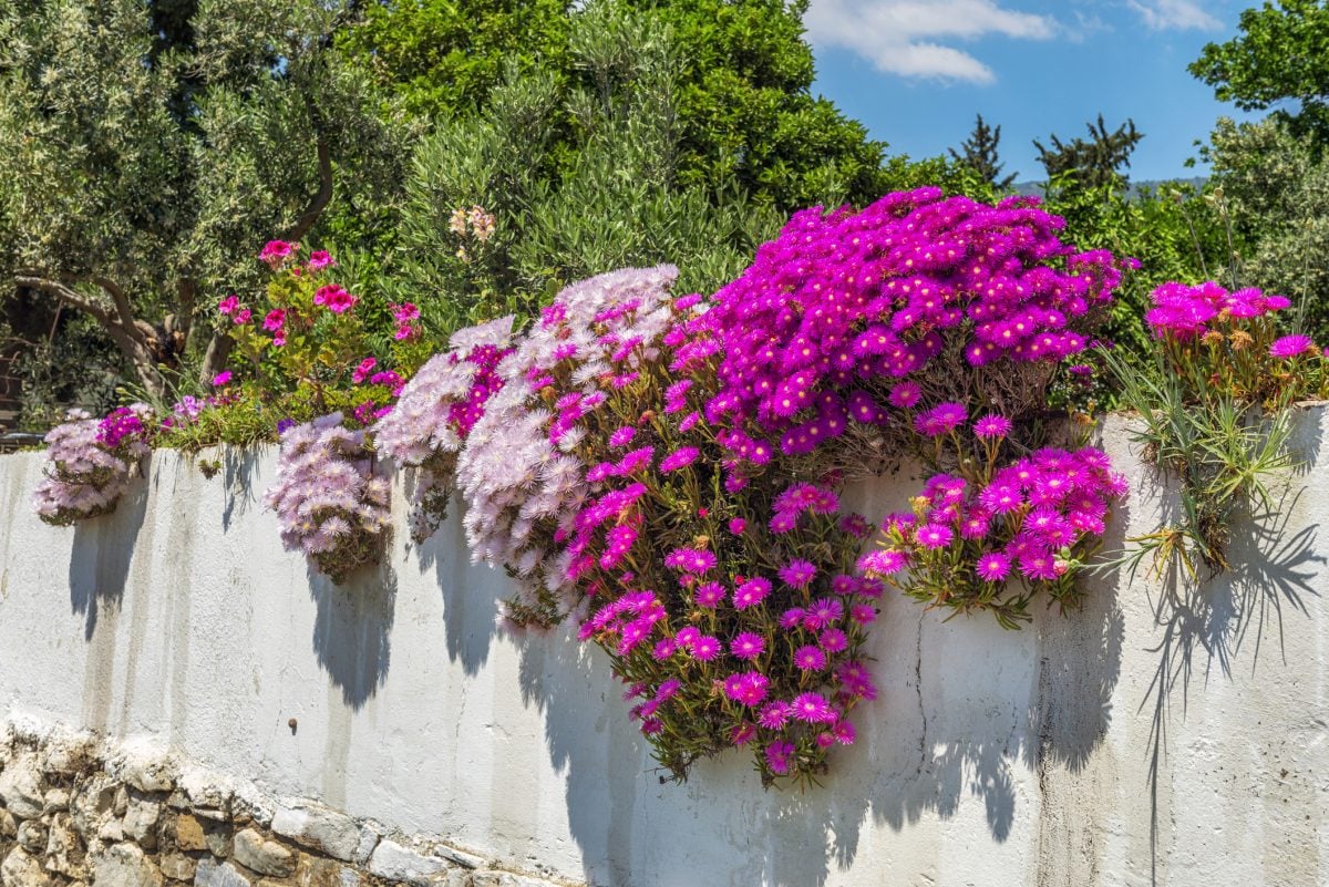 Brighten Your Yard With the Low-Maintenence Ice Plant - The Habitat