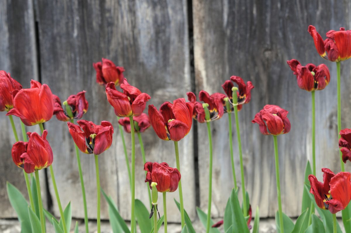 10 Steps to Cultivate Tulip Perfection - The Habitat