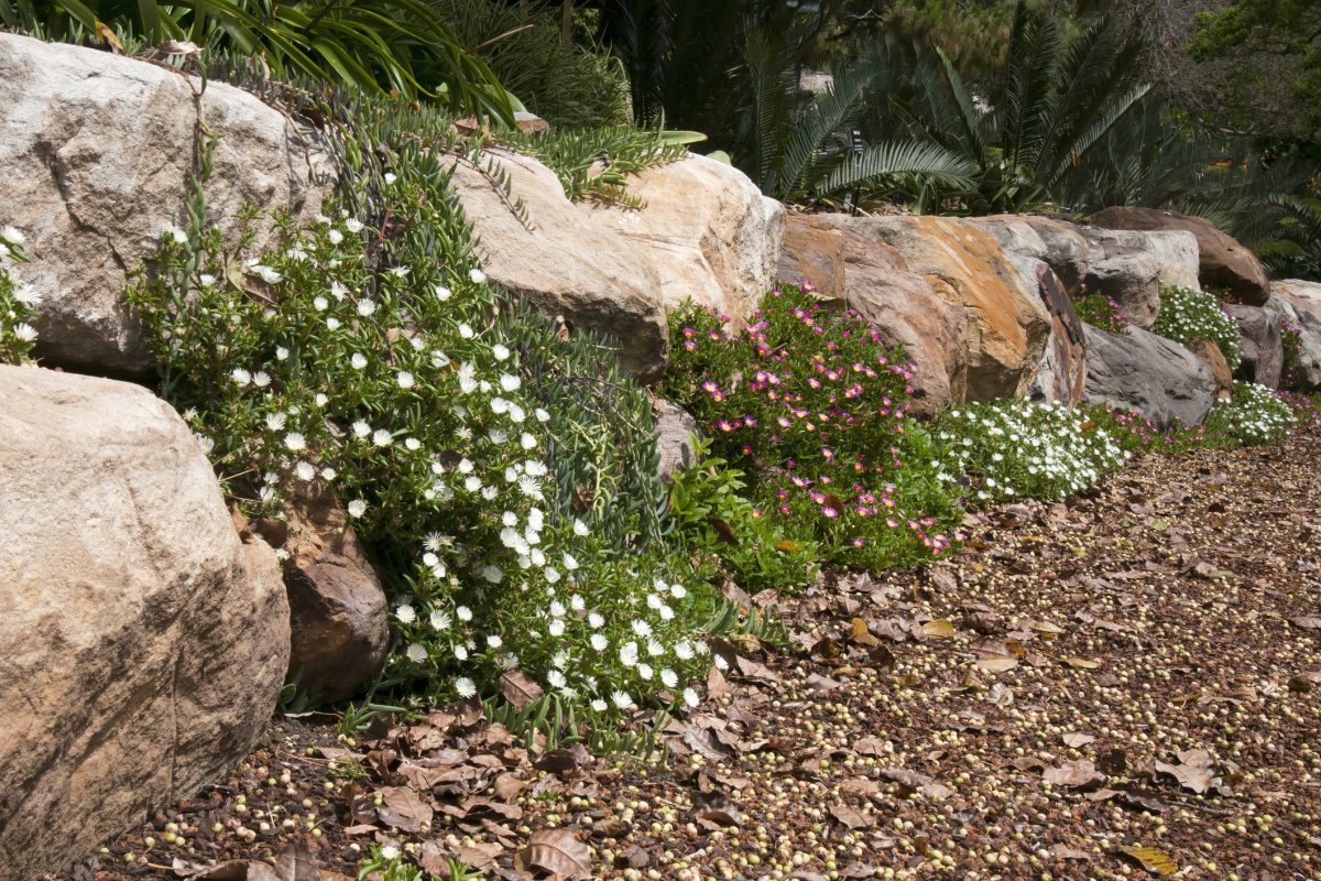Brighten Your Yard With the Low-Maintenence Ice Plant - The Habitat